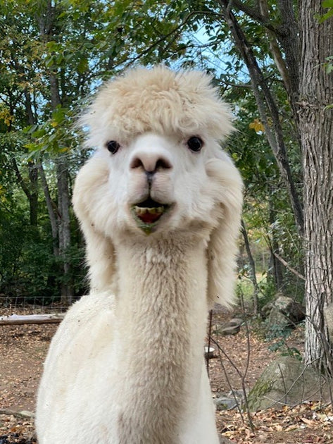 Nonsense Collection – Useless Farm