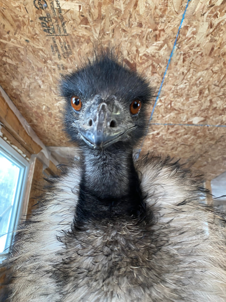 Karen Valentine's Day Card - Digital Download – Useless Farm